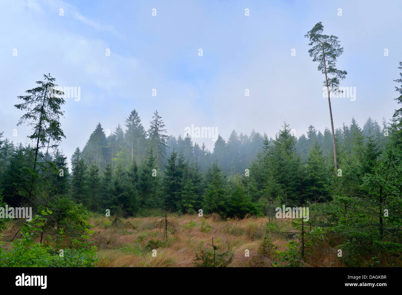 Forestation hi-res stock photography and images - Alamy