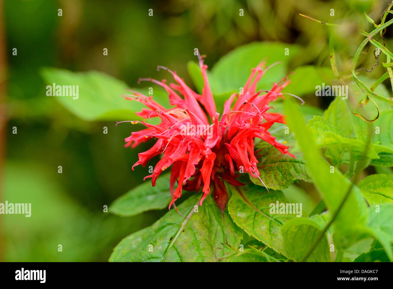 Bee Balm, Oswego Tea, Bergamot, Scarlet Beebalm, Scarlet Monarda ...