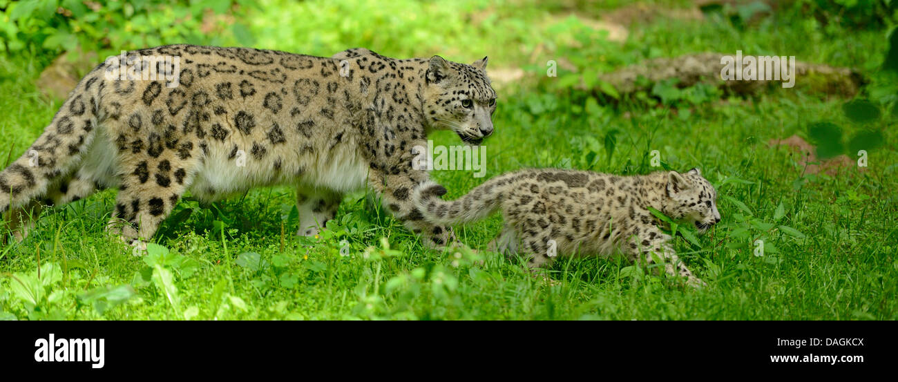 Baby snow leopard hi-res stock photography and images - Alamy