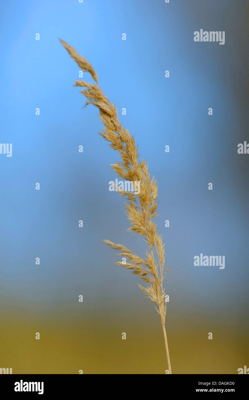 wood small-reed, feathertop (Calamagrostis epigejos), dry panicle ...