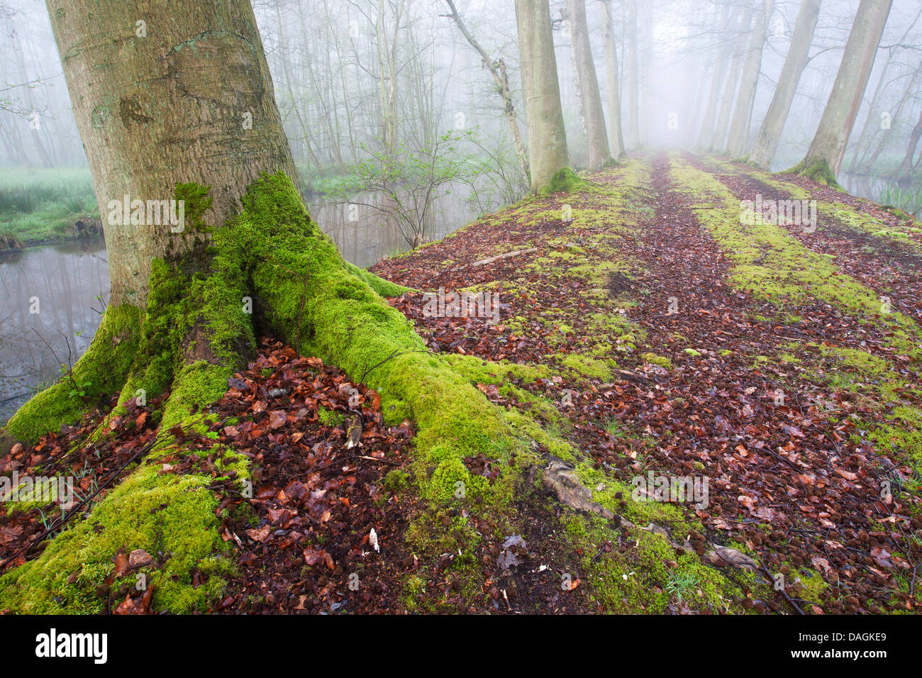 Row Of Common Beech Trees High Resolution Stock Photography and Images ...