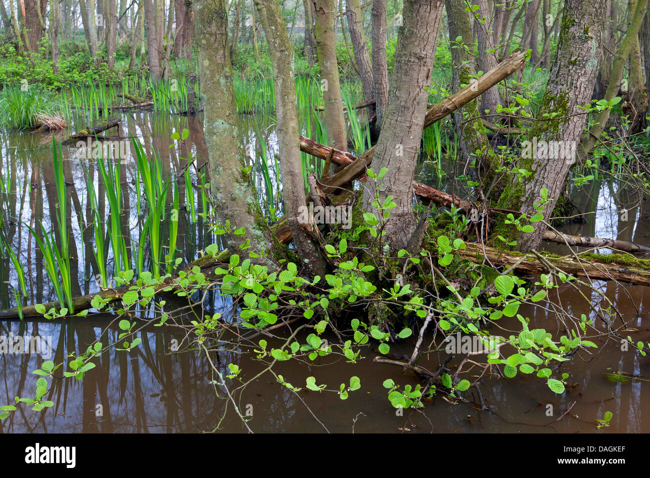 Black Alder Swamp Forest High Resolution Stock Photography and Images ...