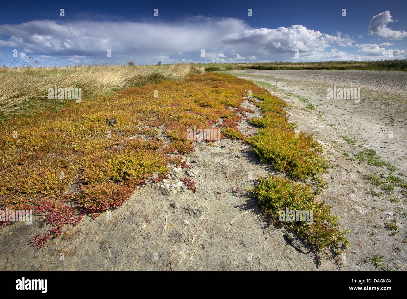 Botany chenopodiaceae common hi-res stock photography and images - Alamy