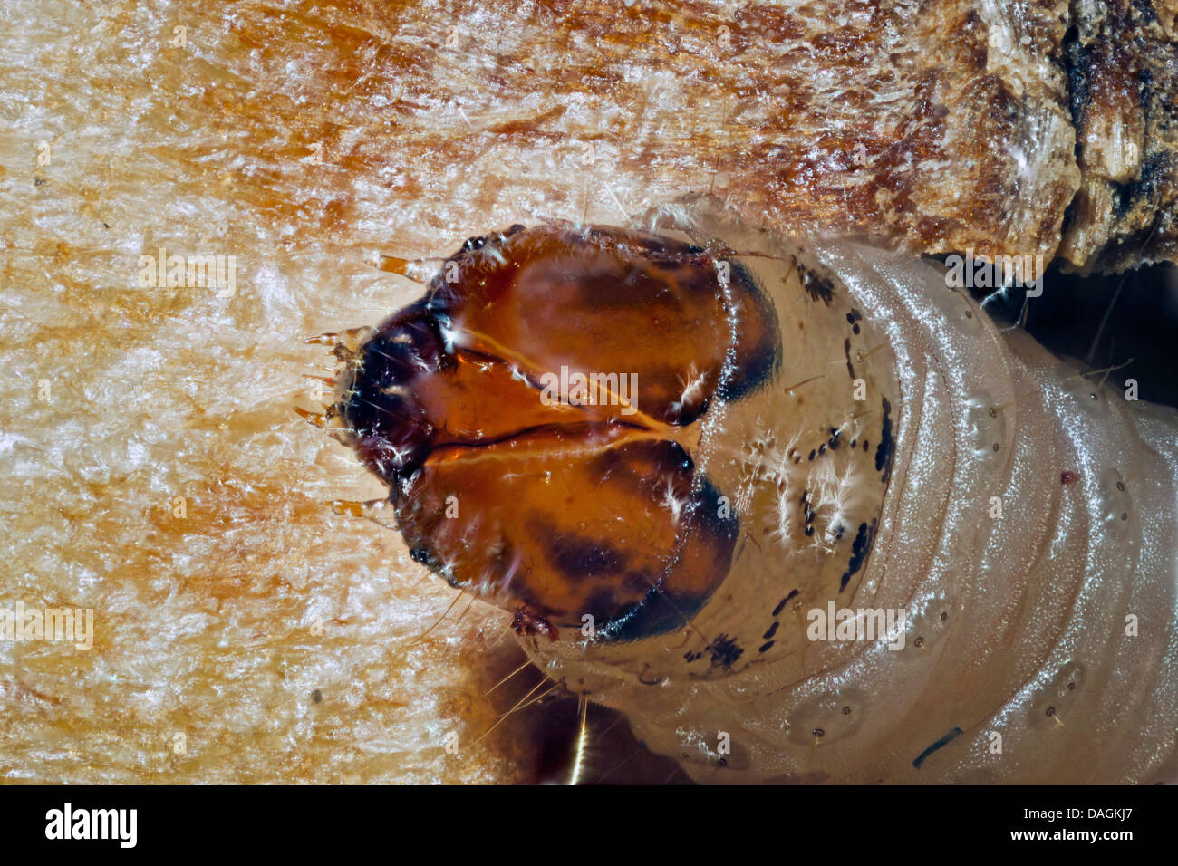 Apple moth, Codling moth, Codlin moth (Laspeyresia pomonella, Cydia ...