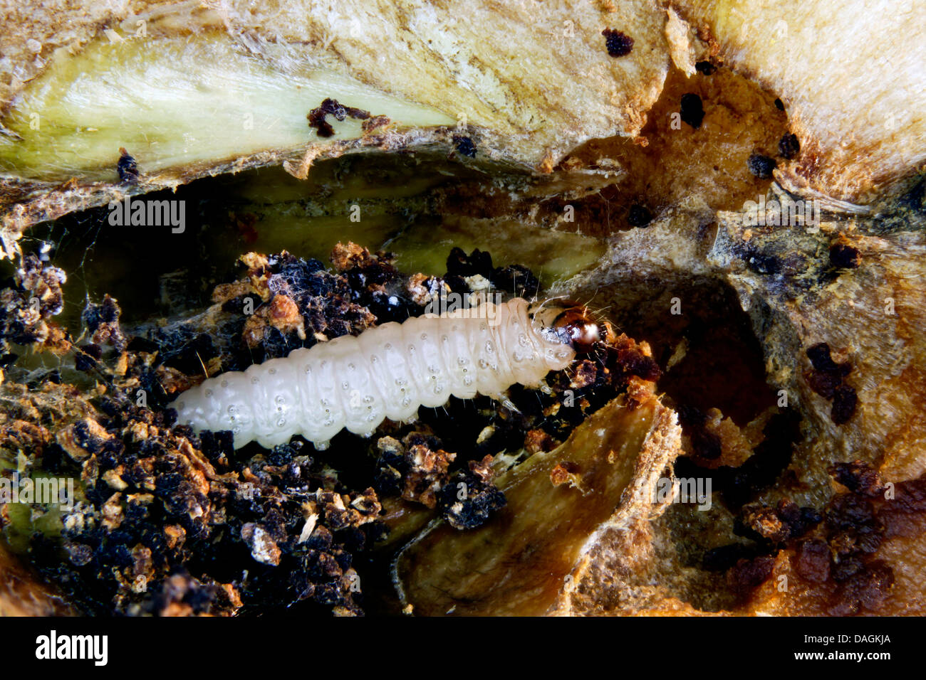 Apple moth, Codling moth, Codlin moth (Laspeyresia pomonella, Cydia ...