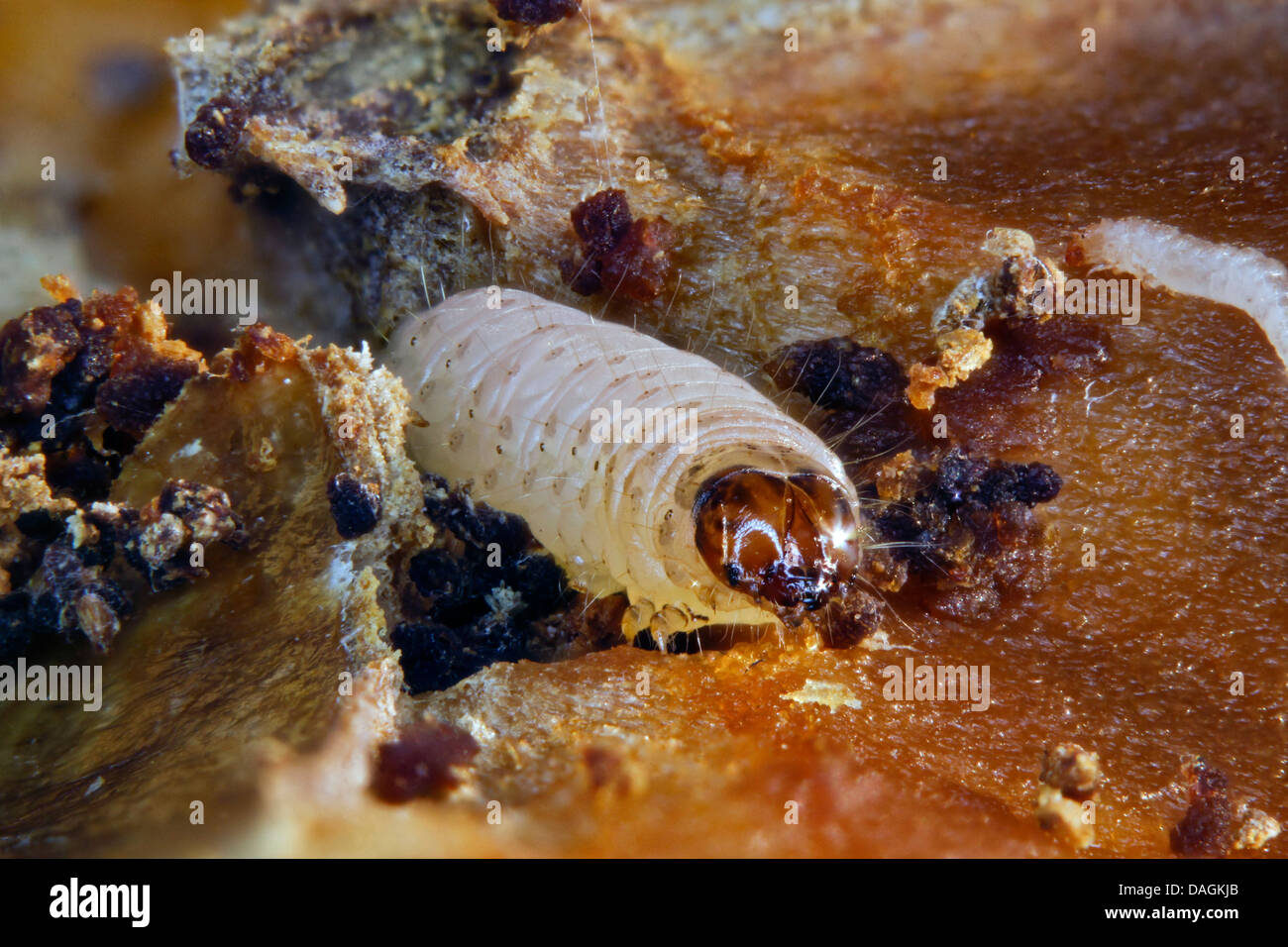 Codling moths hi-res stock photography and images - Alamy