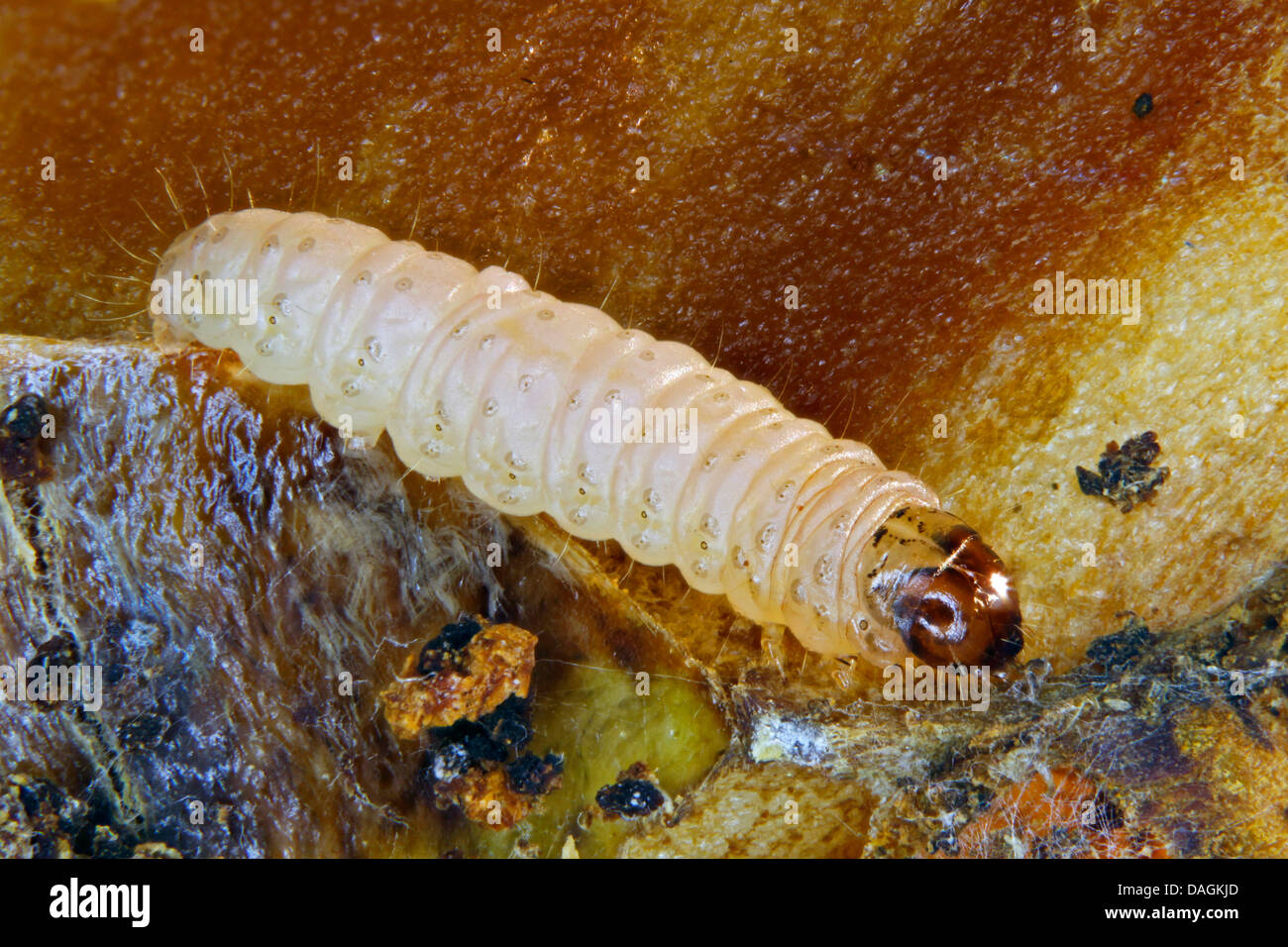Apple moth, Codling moth, Codlin moth (Laspeyresia pomonella, Cydia ...
