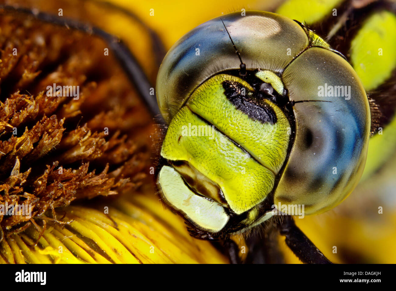 Southern aeshnas hi-res stock photography and images - Alamy