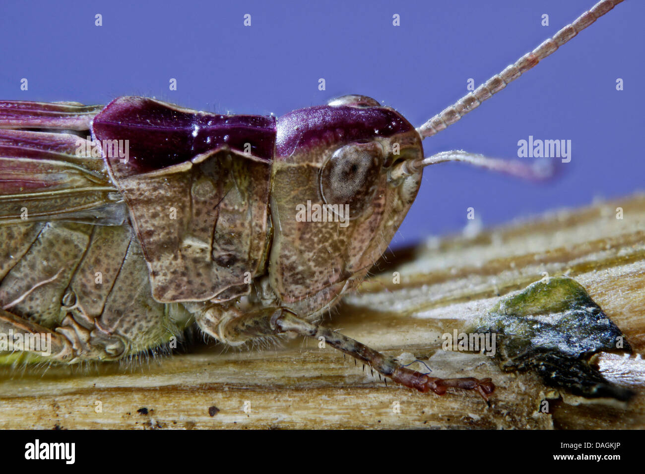 Field grasshopper, Common field grasshopper (Chorthippus brunneus ...