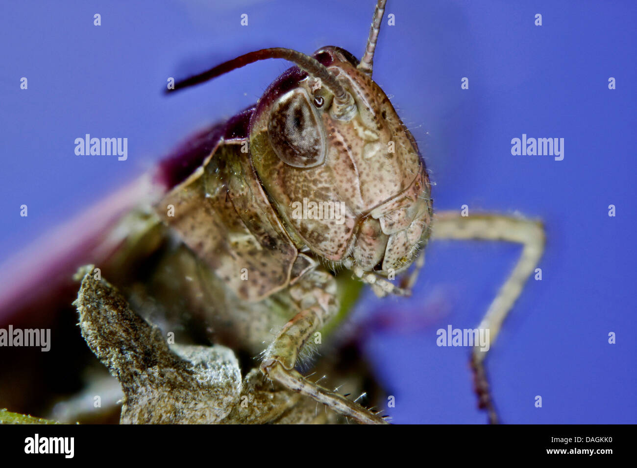 Field grasshopper, Common field grasshopper (Chorthippus brunneus ...