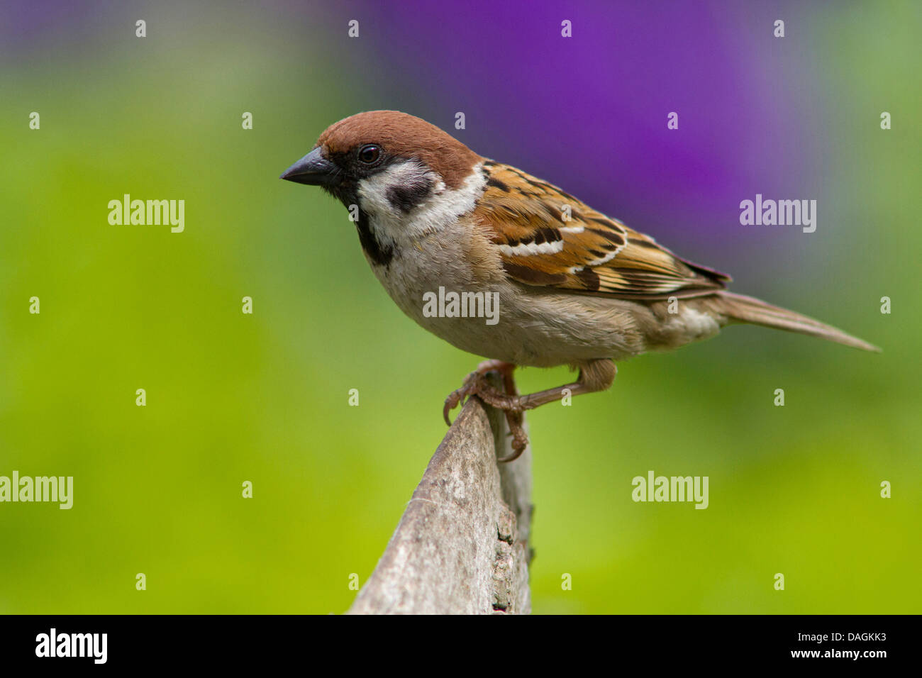 Eurasian tree sparrow close up hi-res stock photography and images - Alamy