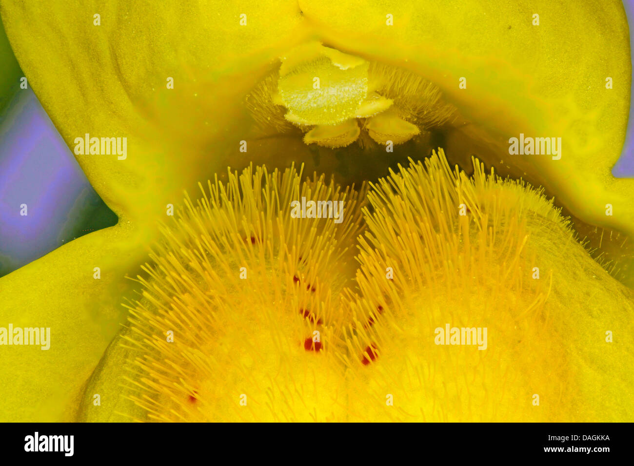 Yellow monkeyflower mimulus guttatus hi-res stock photography and ...