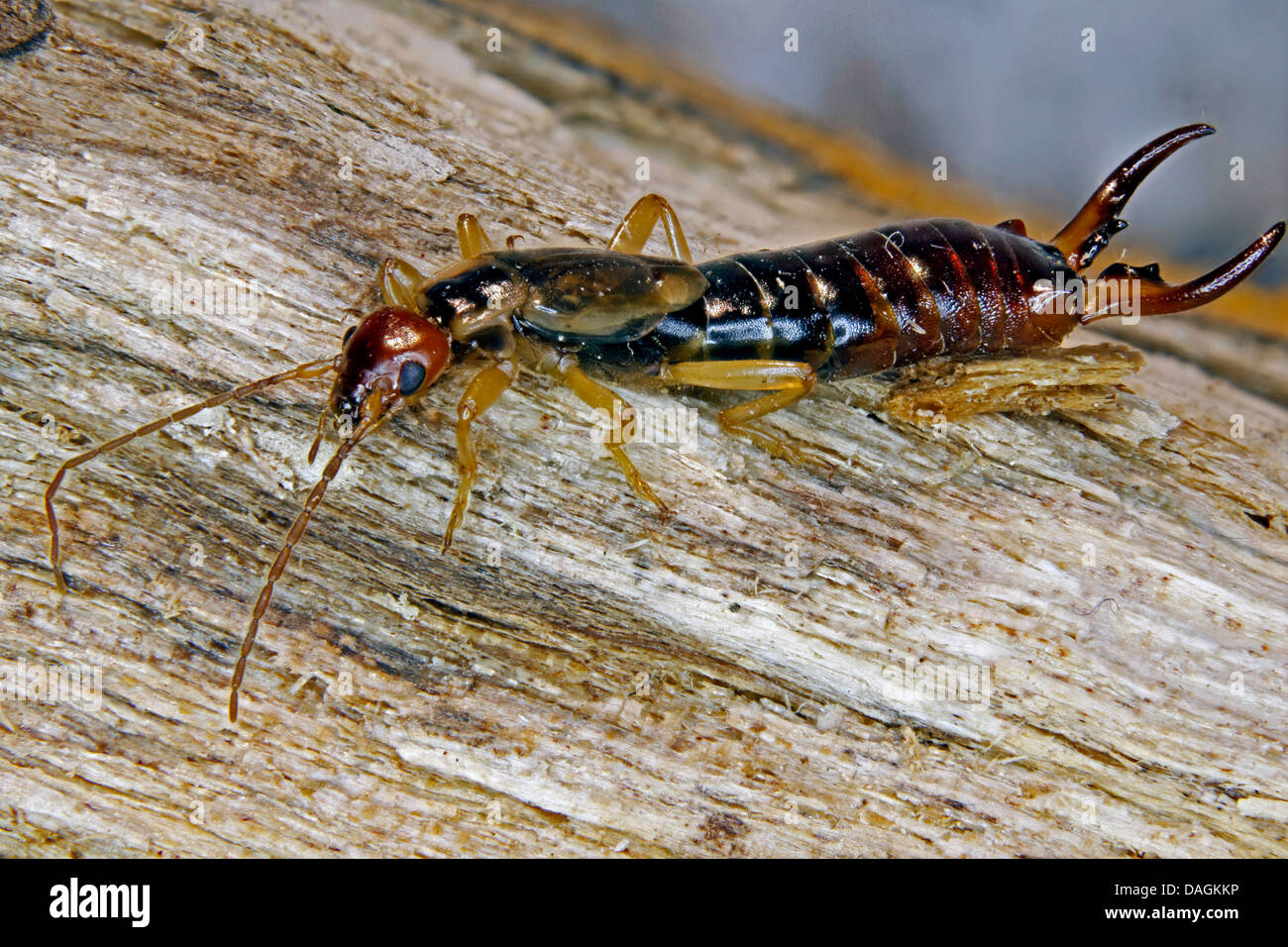 Earwigs wood hi-res stock photography and images - Alamy