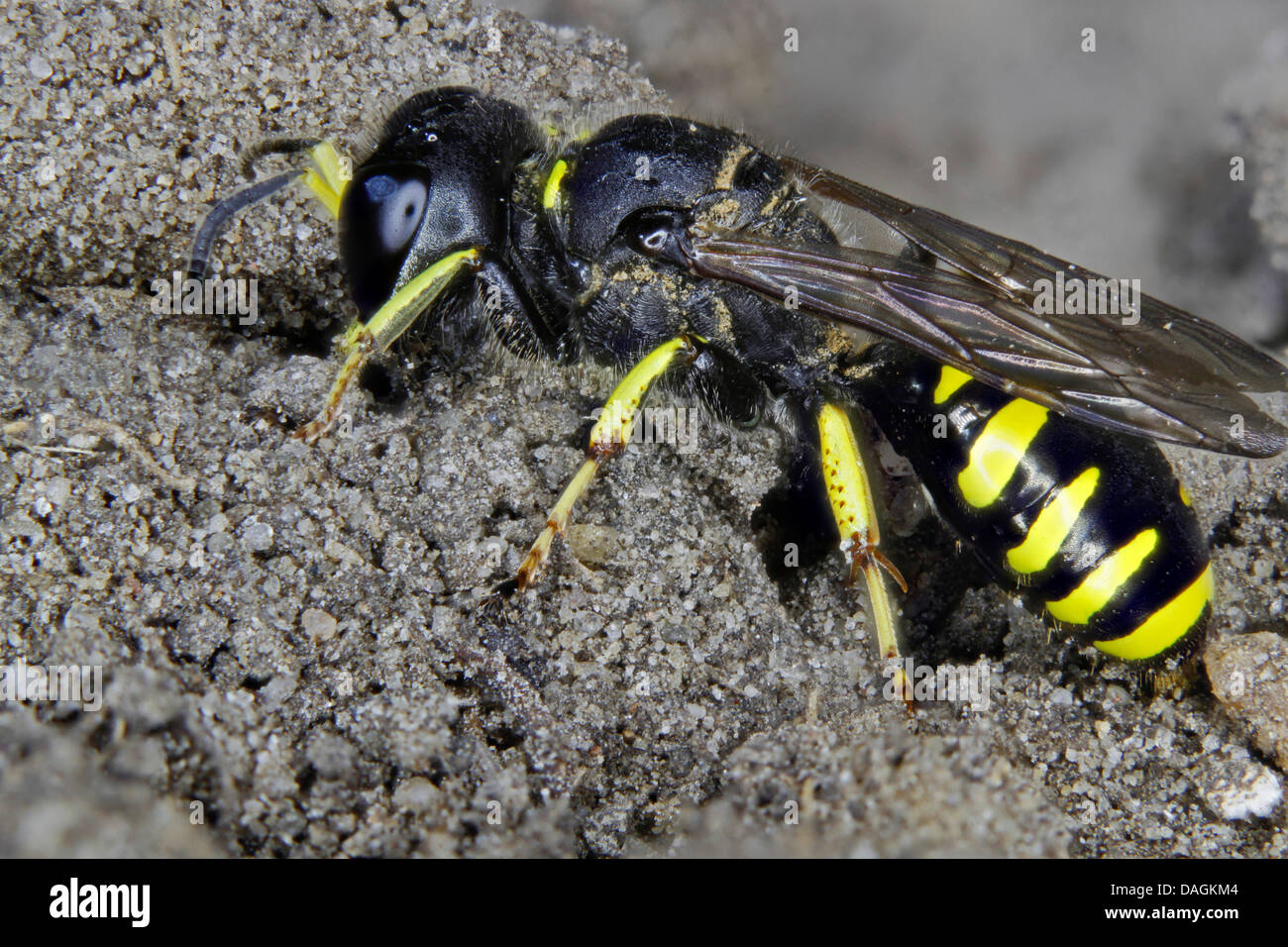 Male Digger Wasps Identification