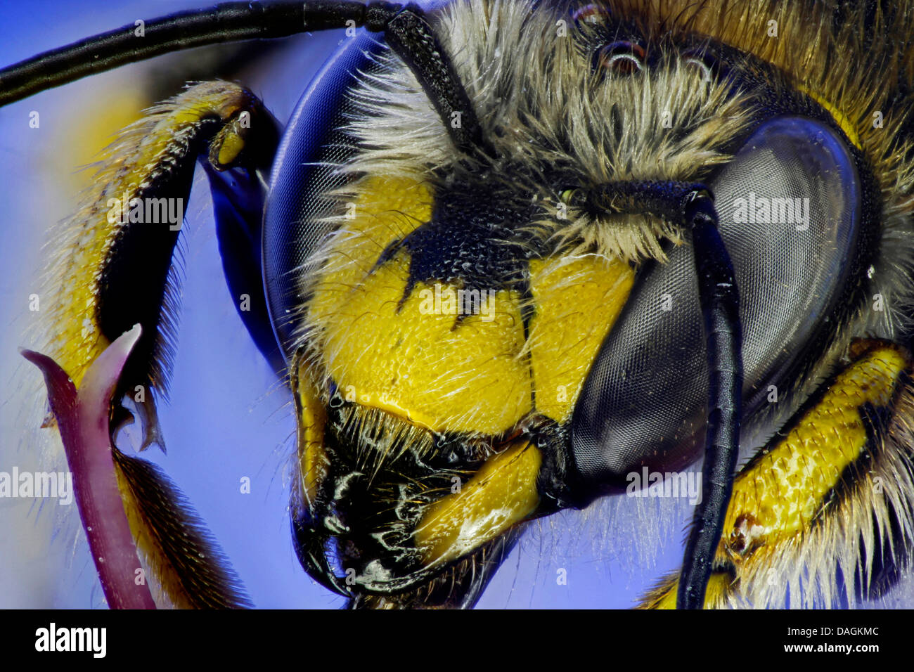 wool carder bee (Anthidium manicatum), portrait, Germany, Mecklenburg ...