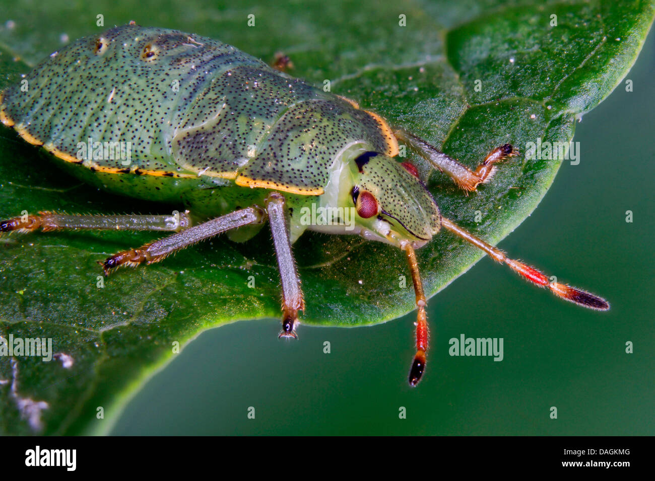 green shield bug, common green shield bug (Palomena prasina), macro ...