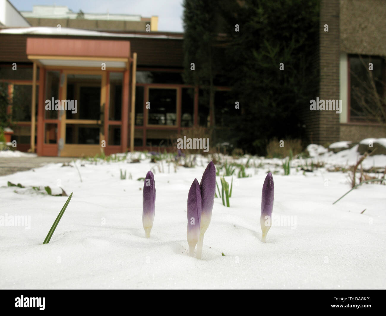 Early Crocus (Crocus tommasinianus), crocusses in snow in a front ...
