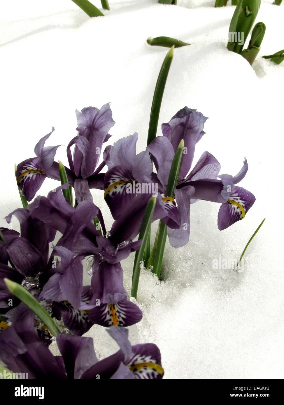 dwarf beardless iris (Iris reticulata), iris flowers in snow Stock ...