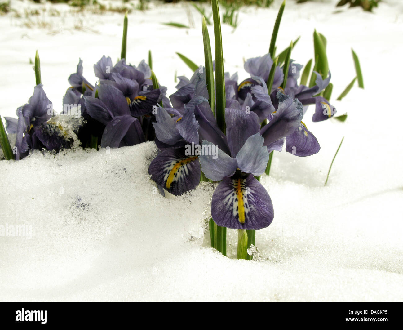 dwarf beardless iris (Iris reticulata), iris flowers in snow Stock ...