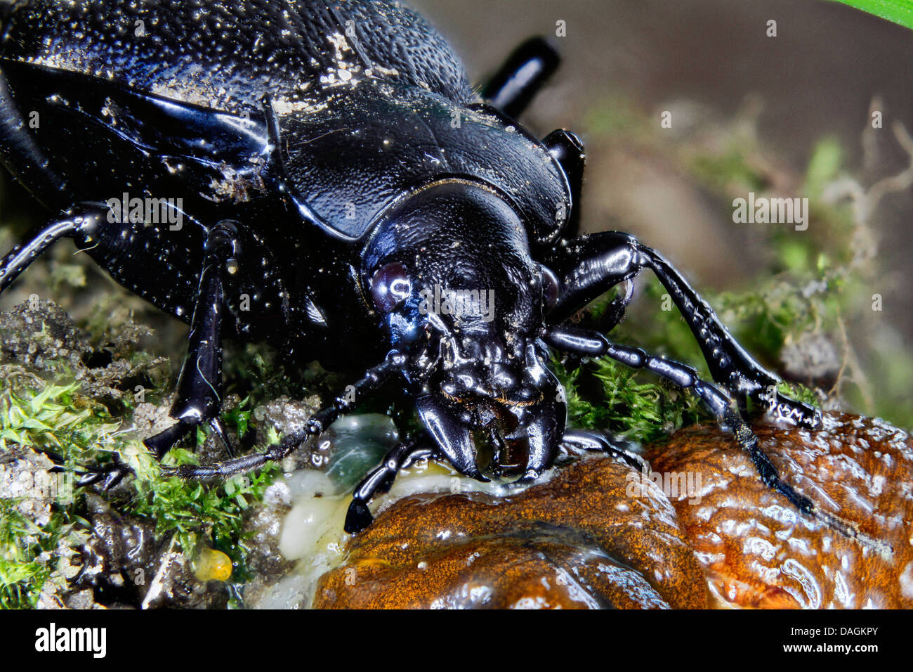 Leatherback ground beetle carabus coriaceus hi-res stock photography ...