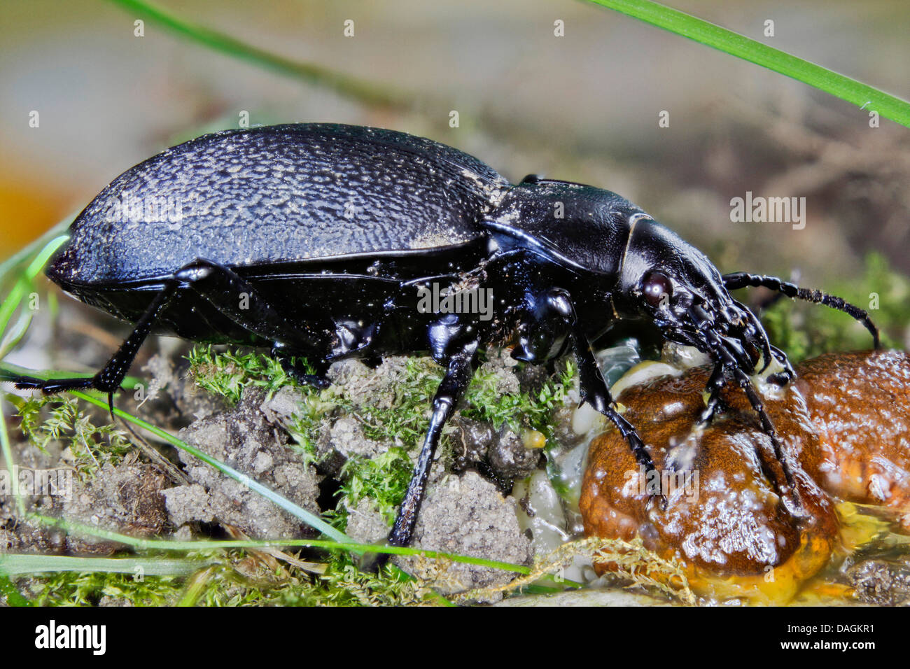 Leatherback ground beetle carabus coriaceus hi-res stock photography ...