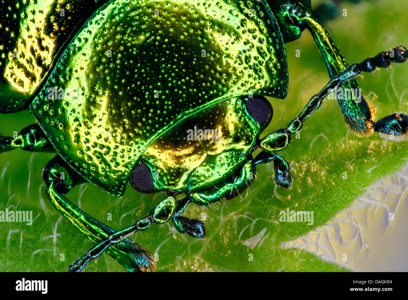 Mint leaf beetle (Chrysolina herbacea), portrait, Germany, Mecklenburg ...