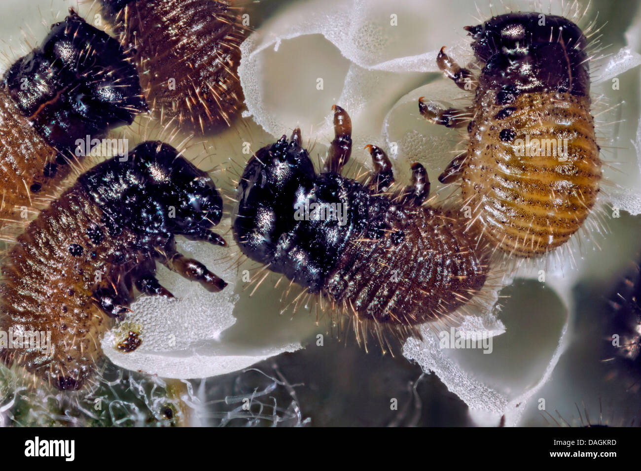 Newly hatched larvae hi-res stock photography and images - Alamy