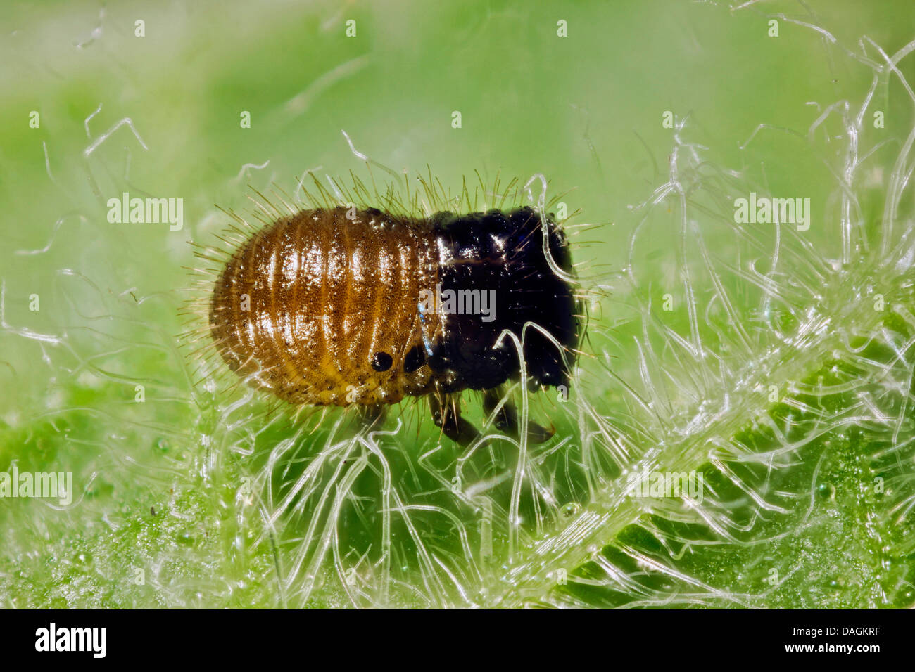 Mint leaf beetle (Chrysolina herbacea), larva on leaf, Germany ...