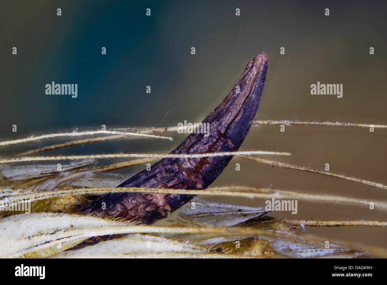 ergot, blood root (Claviceps purpurea), Sclerotium, Germany ...