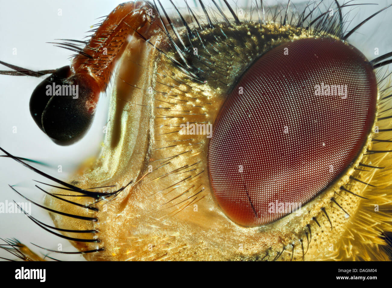 tachinid, parasitic fly (Tachinidae), compound eye and antennae ...