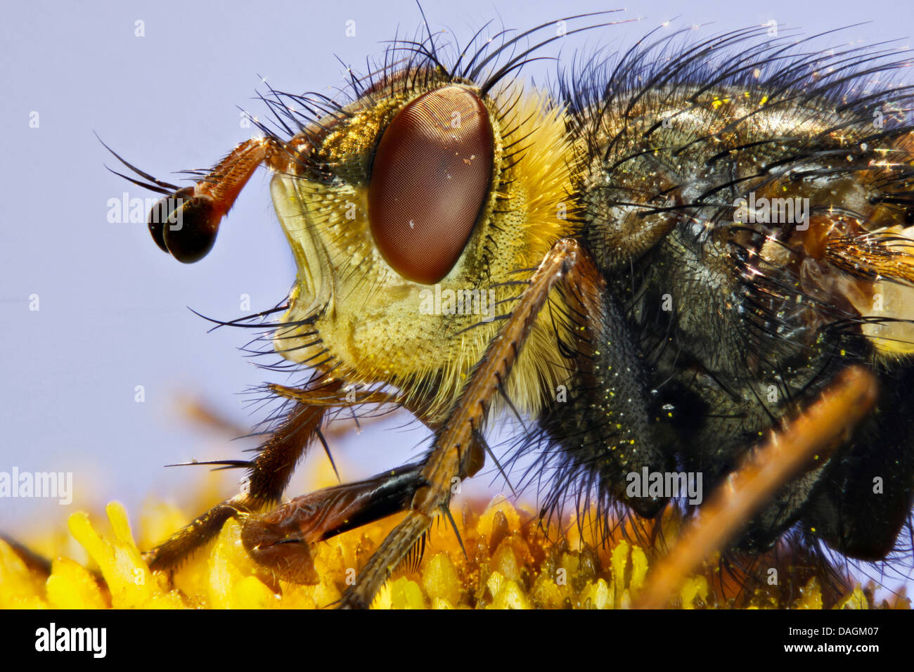 Tachinidae hi-res stock photography and images - Alamy