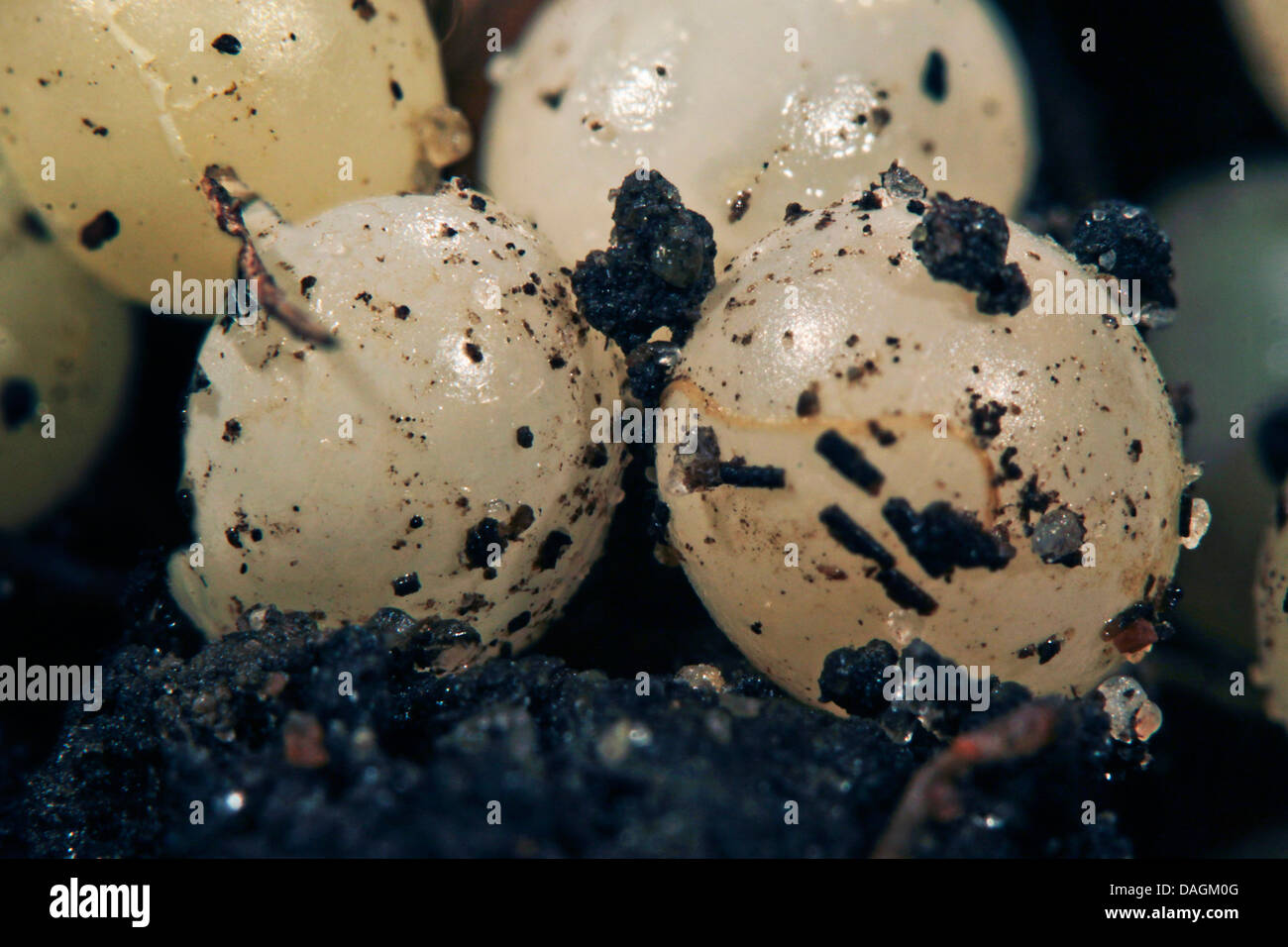 Slug eggs hi-res stock photography and images - Alamy