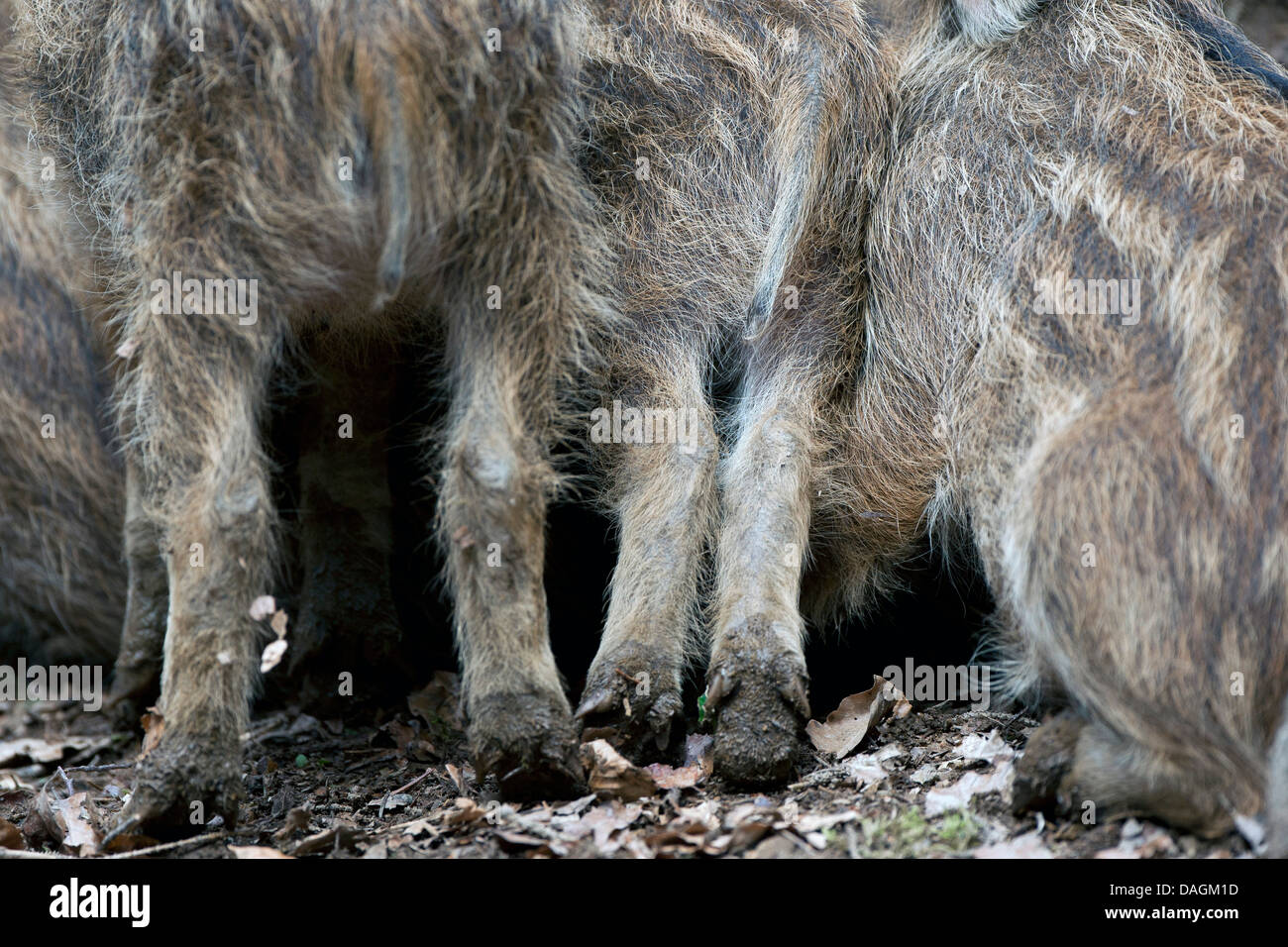Pig rear hi-res stock photography and images - Alamy