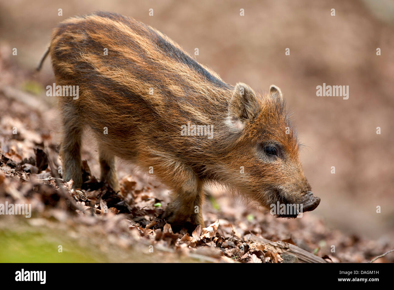 wild boar, pig (Sus scrofa), shoat, Belgium, Parkbos Meiveld Stock ...