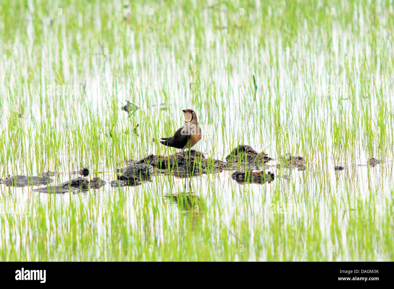 rice stand water wing Stock Photo - Alamy