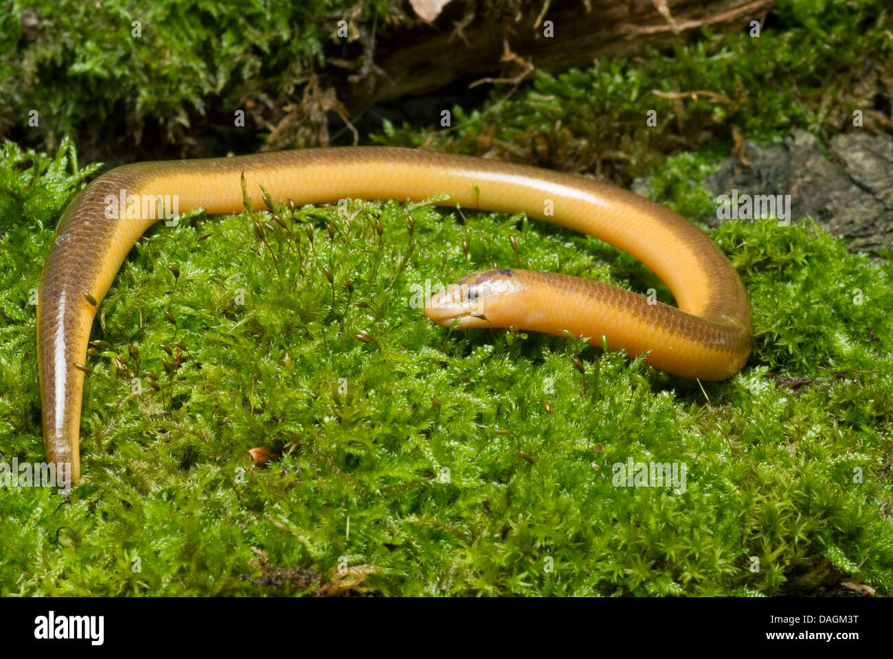 Legless lizards hi-res stock photography and images - Alamy