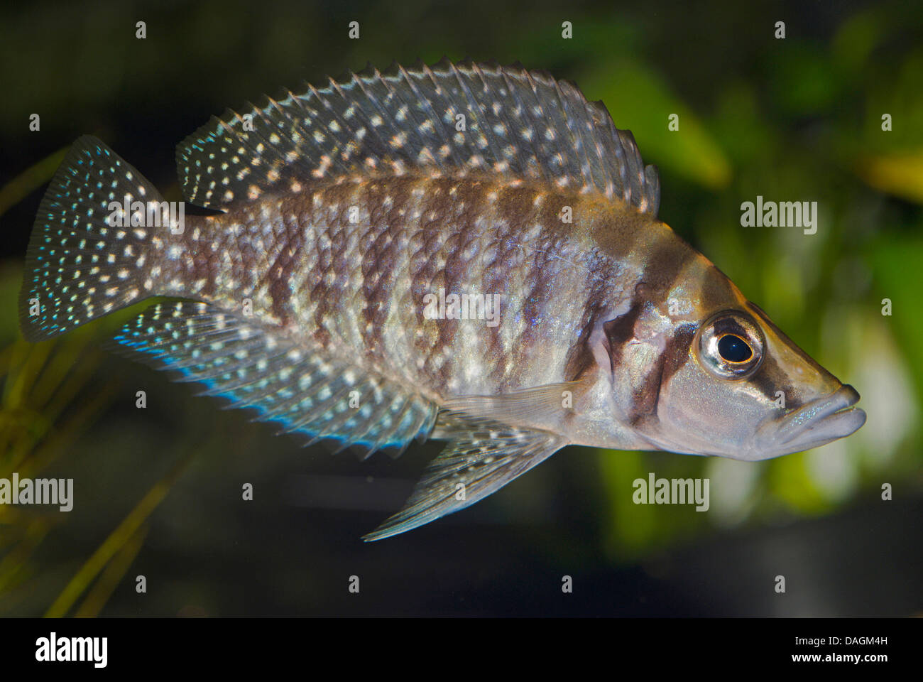 Congo blackfin altolamprologus calvus hi-res stock photography and ...