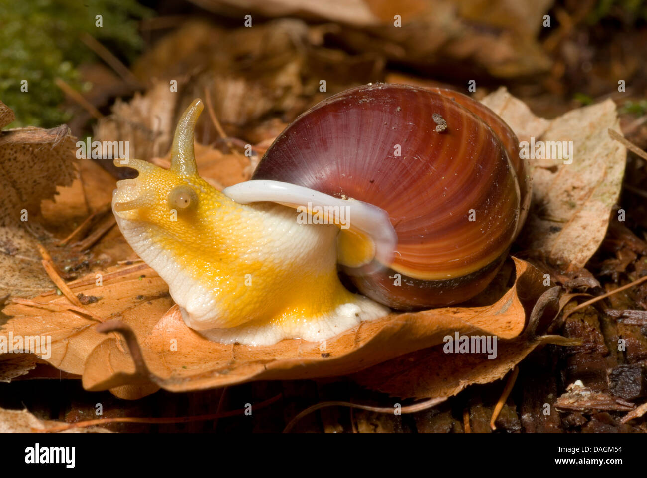 Amphidromus (Amphidromus spec., Amphidromus cf. enganoensis), on faded ...