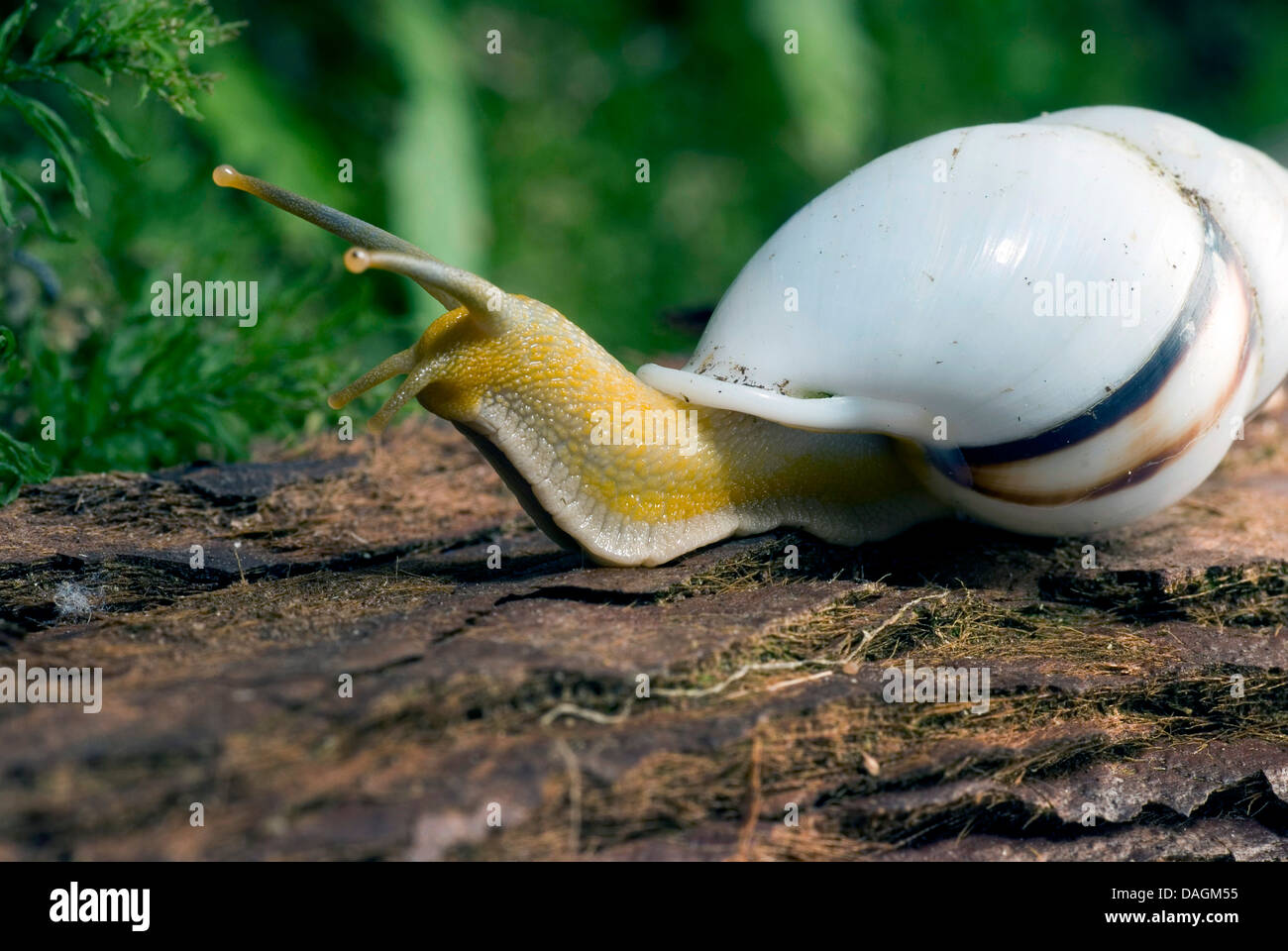Amphidromus High Resolution Stock Photography and Images - Alamy