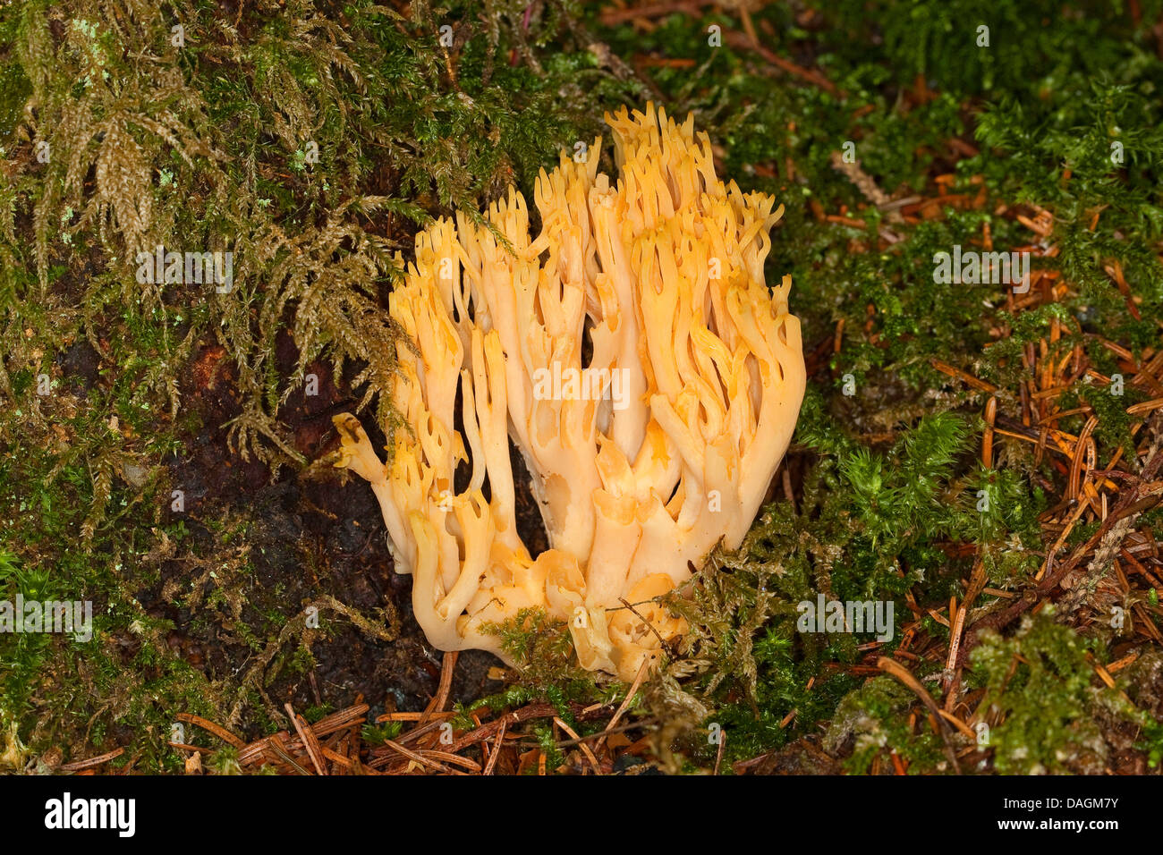 coral, corals (Ramaria spec.), amongst moss, Germany Stock Photo - Alamy