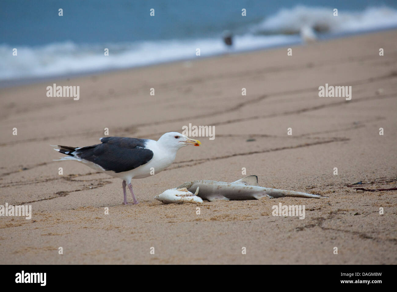 Greater black shark hi-res stock photography and images - Alamy