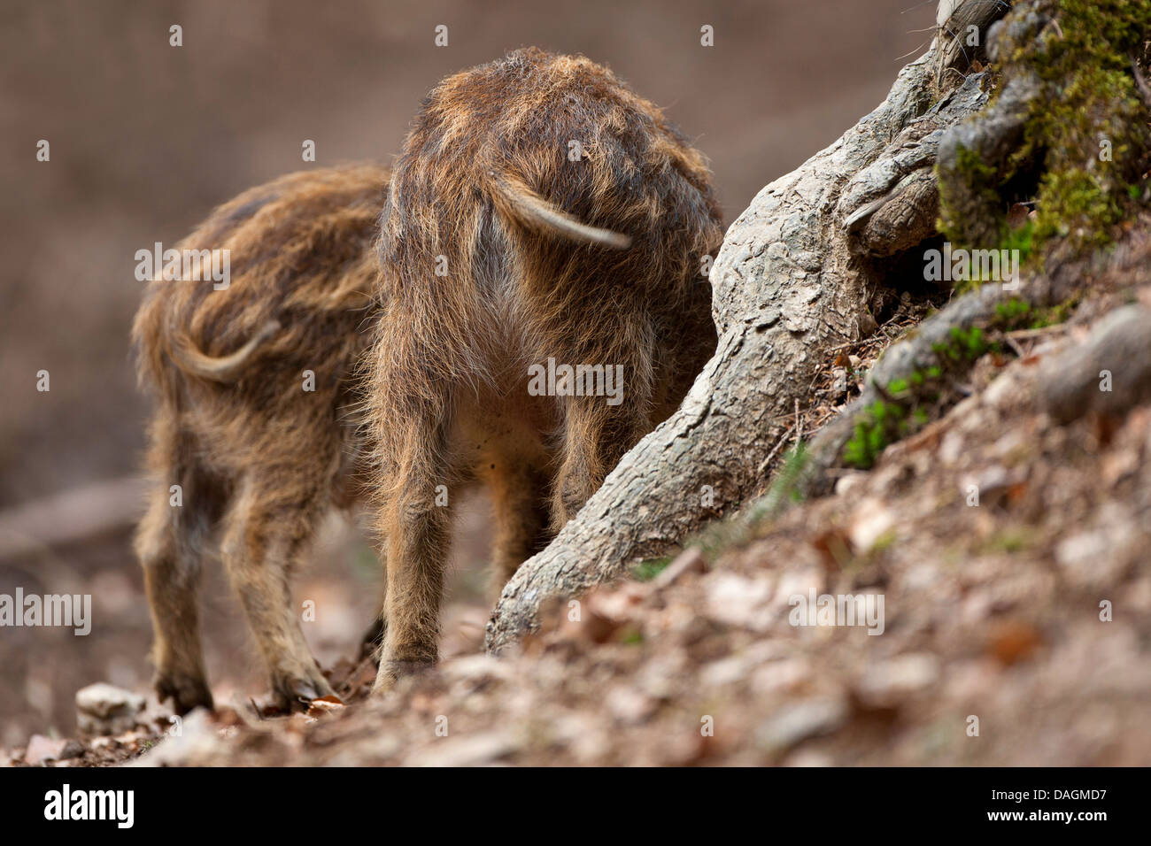 Pig tails from back hi-res stock photography and images - Alamy