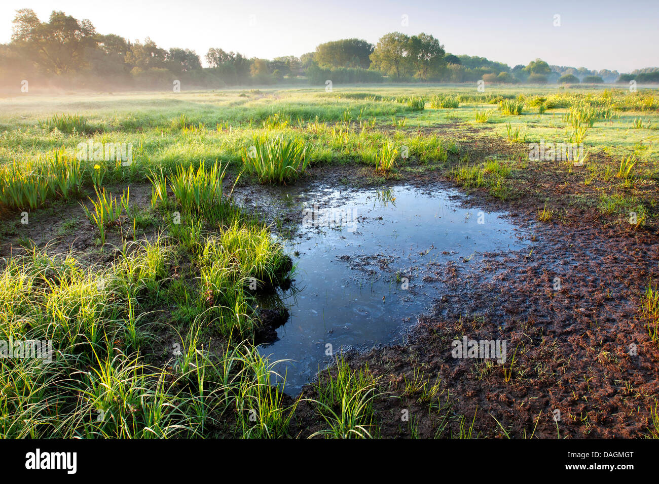 Marsh in natura 2000 reserve hi-res stock photography and images - Alamy