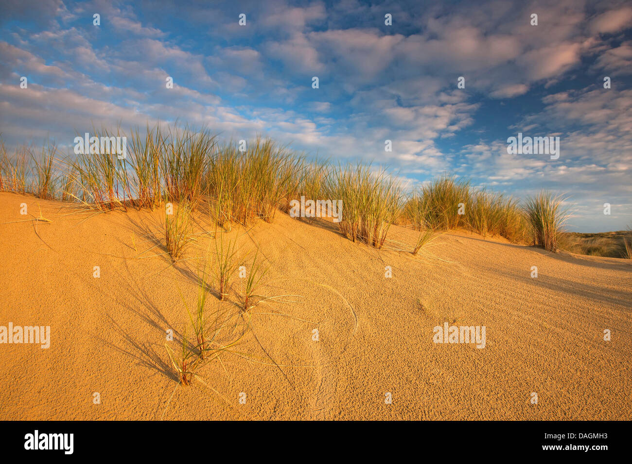 beach grass, European beachgrass, marram grass, psamma, sea sand-reed ...