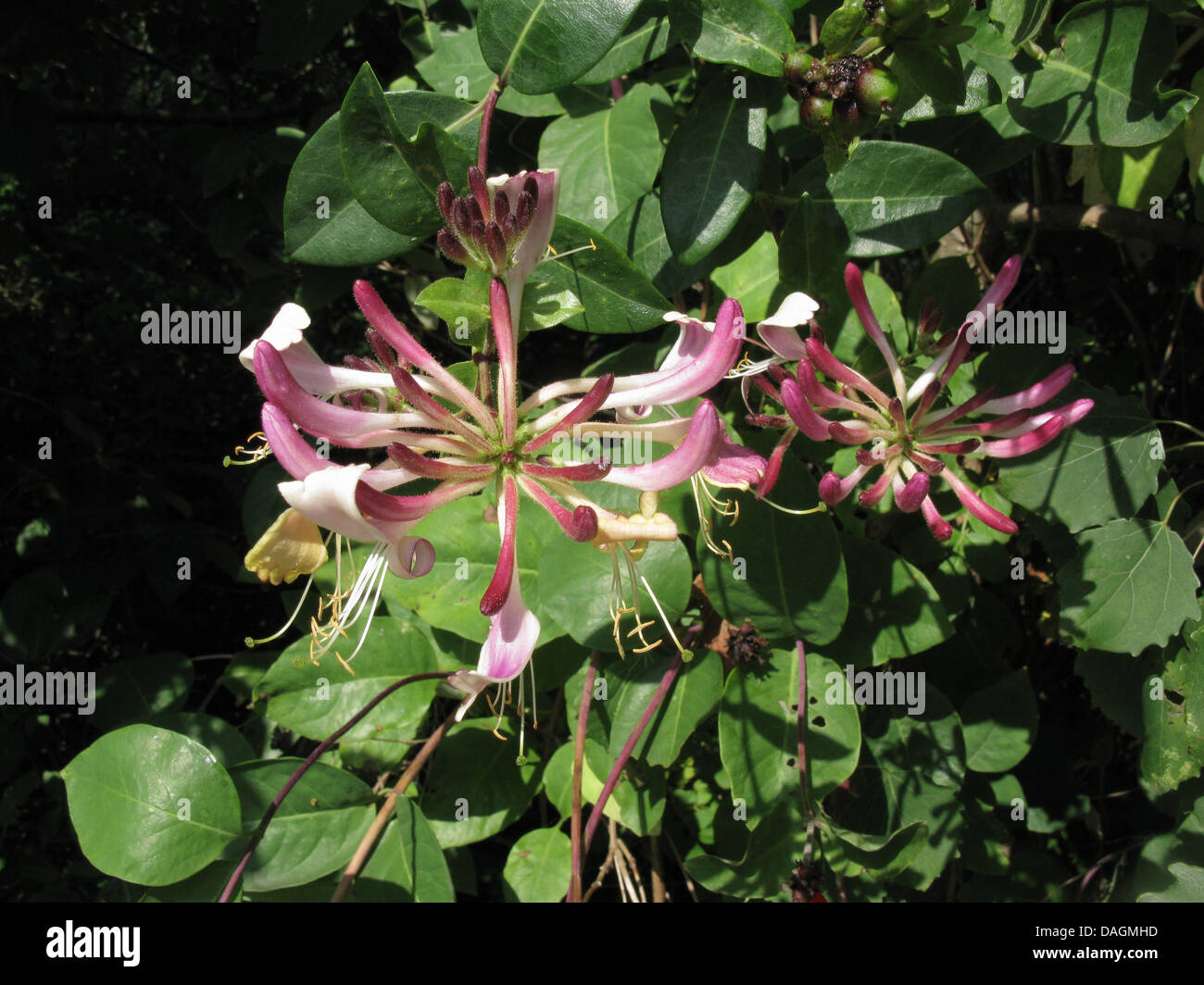 Italian honeysuckle, Italian woodbine, perfoliate honeysuckle (Lonicera ...