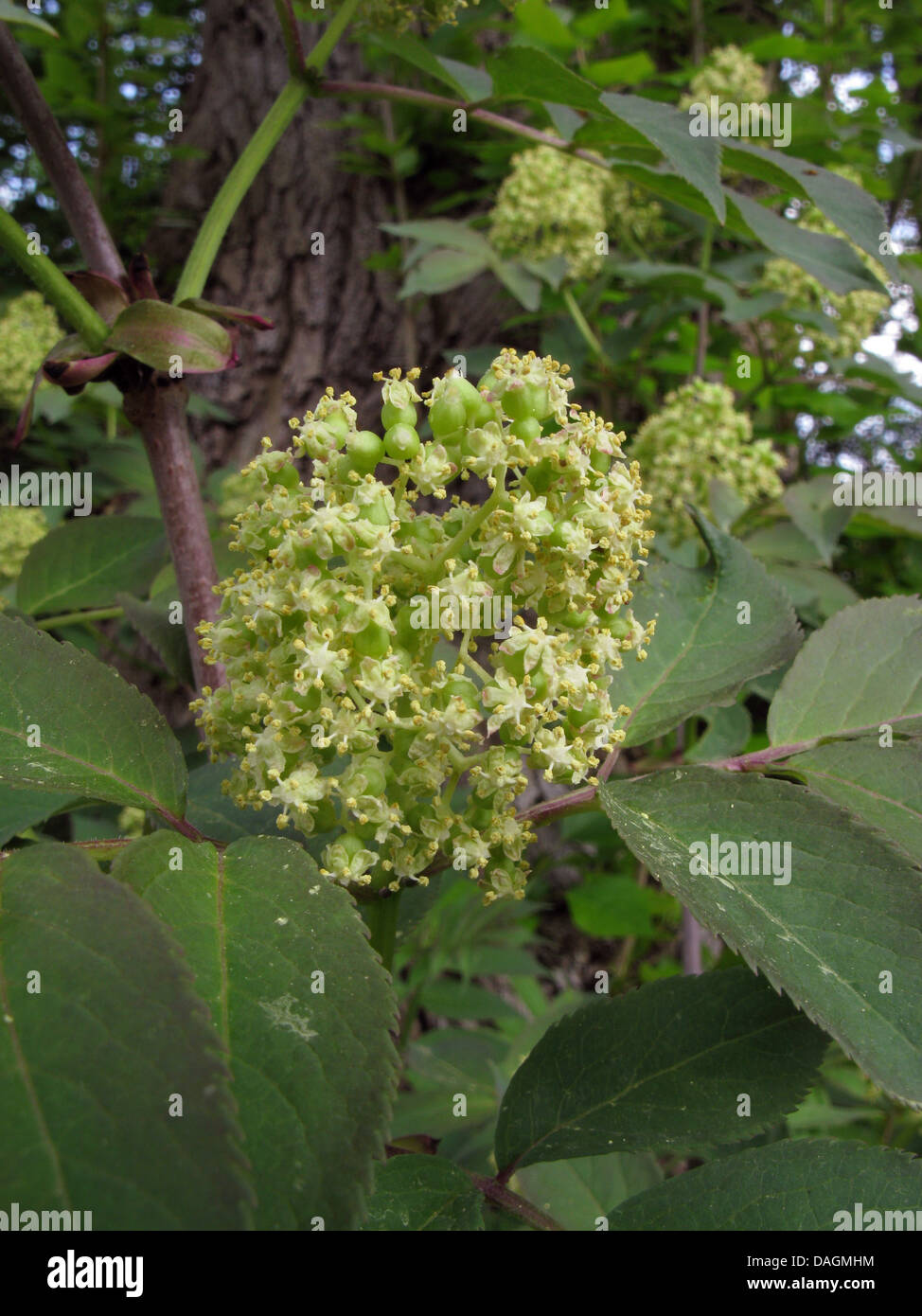 European red elder (Sambucus racemosa), blooming, Germany Stock Photo ...