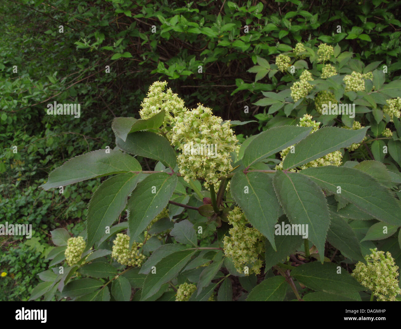 European red elder (Sambucus racemosa), blooming, Germany Stock Photo ...