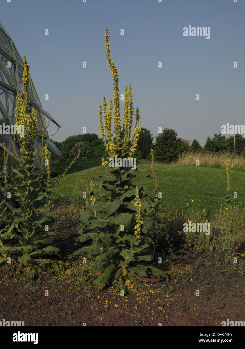 dense-flowered mullein, dense mullein (Verbascum densiflorum), blooming ...