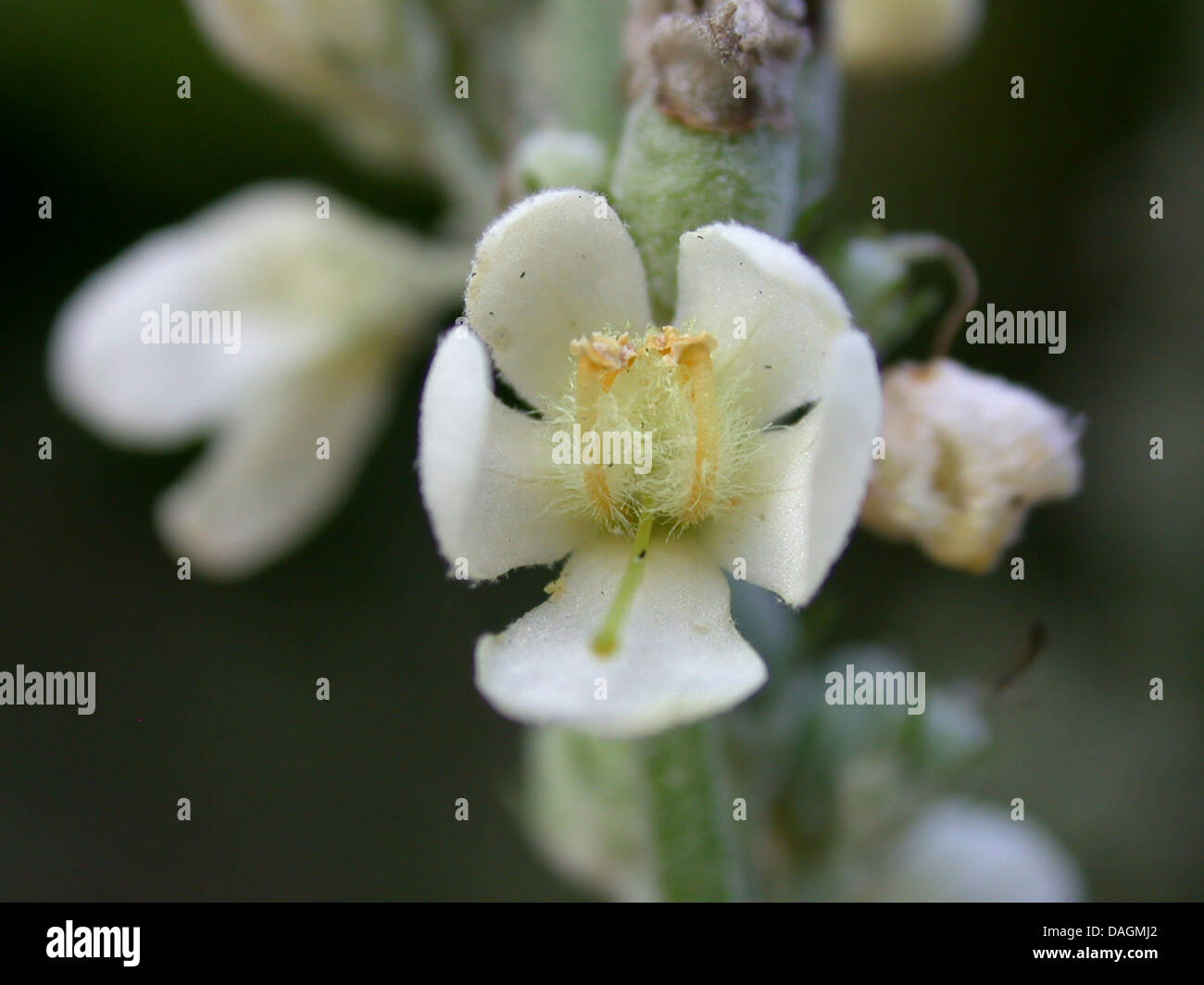 white mullein, dark mullein (Verbascum lychnitis), flower, Germany ...