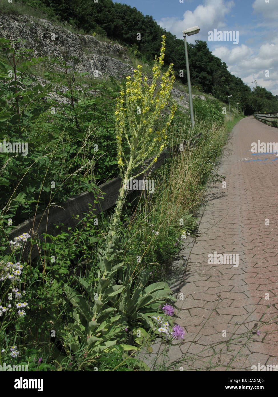 Showy mullein, Hungarian Mullein (Verbascum speciosum), blooming at a ...